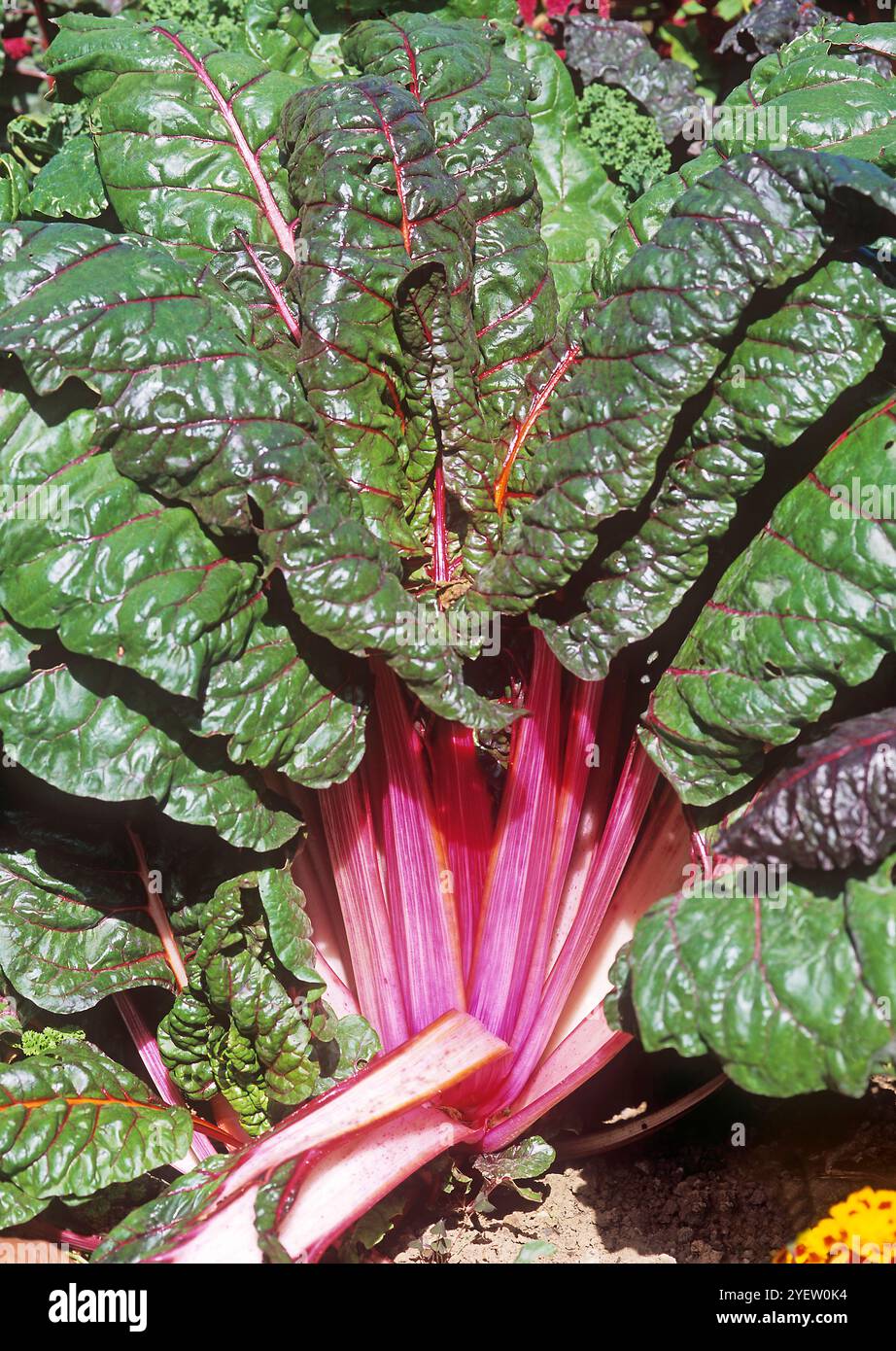 Chard variety hi-res stock photography and images - Alamy