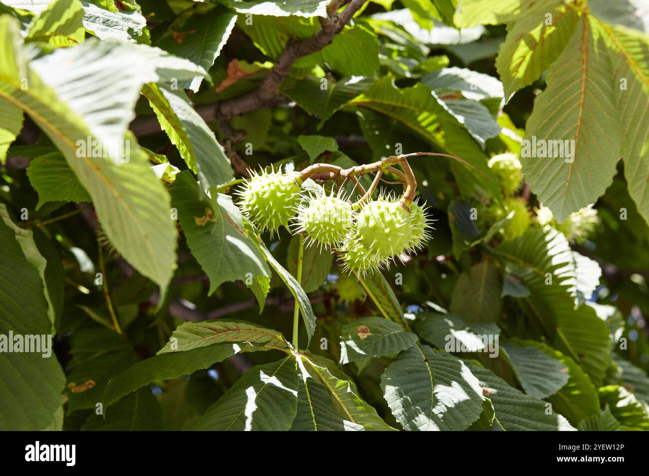 Abstract image of ripe chestnut in autumn park. Horse-chestnuts on ...
