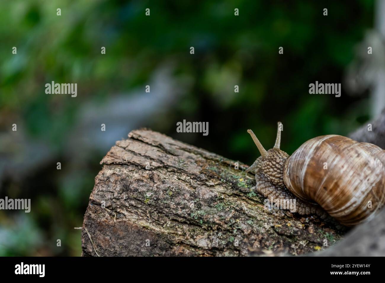 Shell snail hibernate hi-res stock photography and images - Alamy