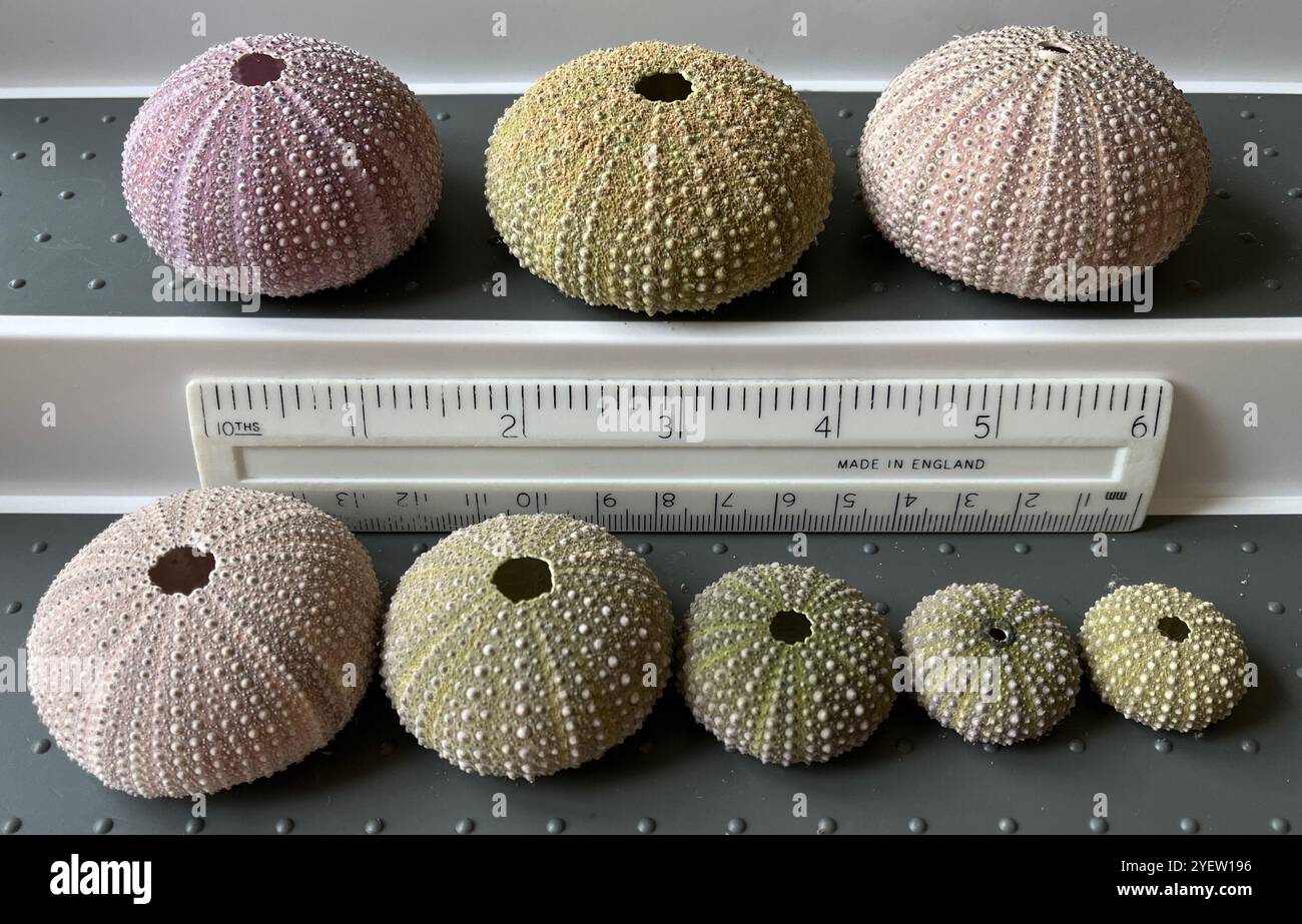 A collection of sea urchin shells in various colours Stock Photo - Alamy