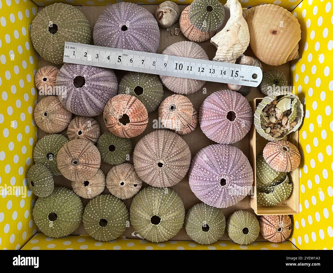 A collection of sea urchin shells in various colours Stock Photo - Alamy