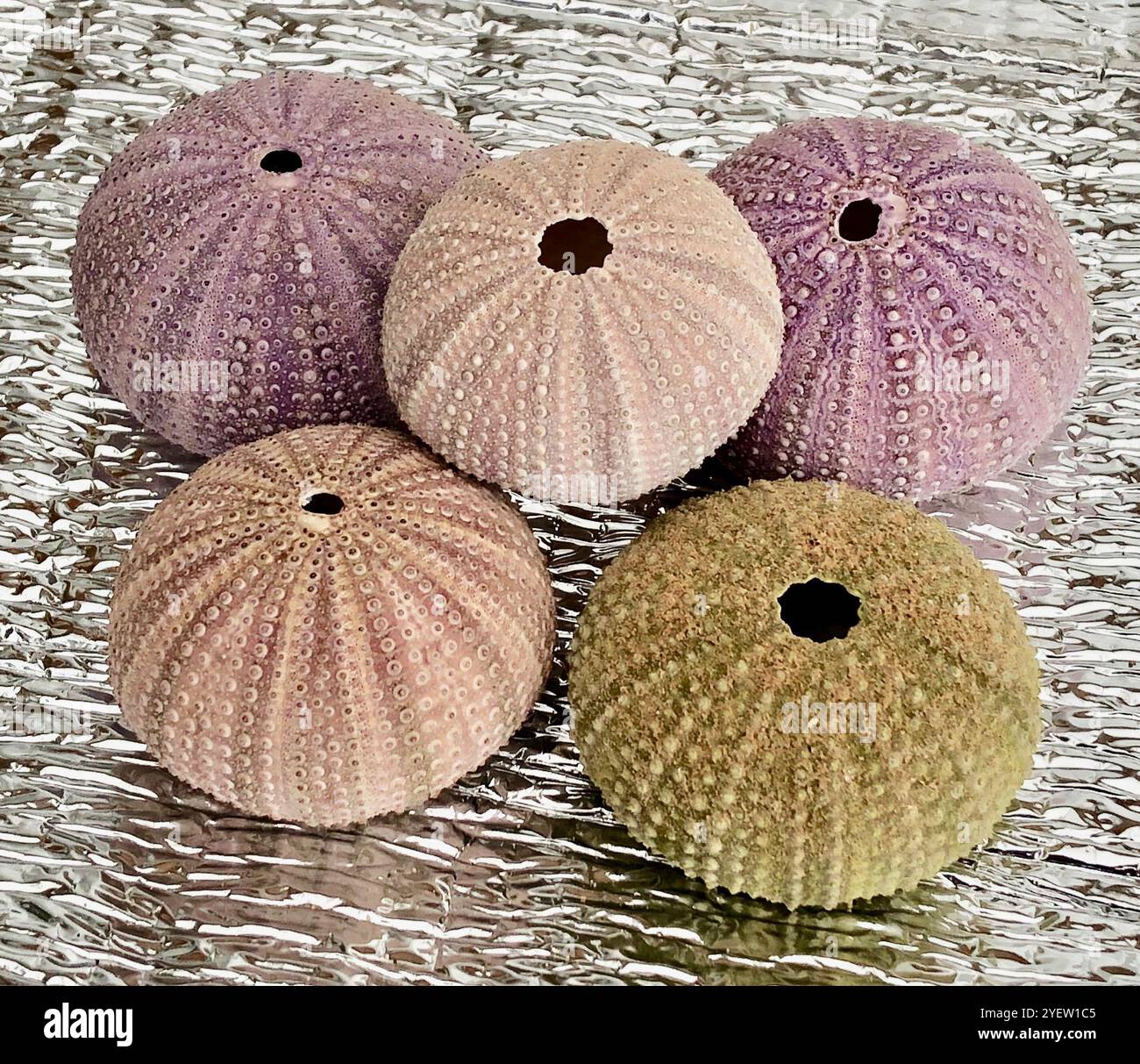 A collection of sea urchin shells in various colours Stock Photo - Alamy