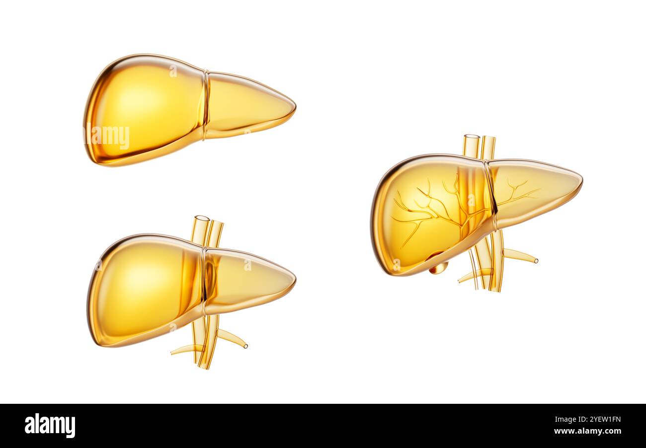 Transparent golden liver organ, 3d rendering. 3D illustration Stock ...