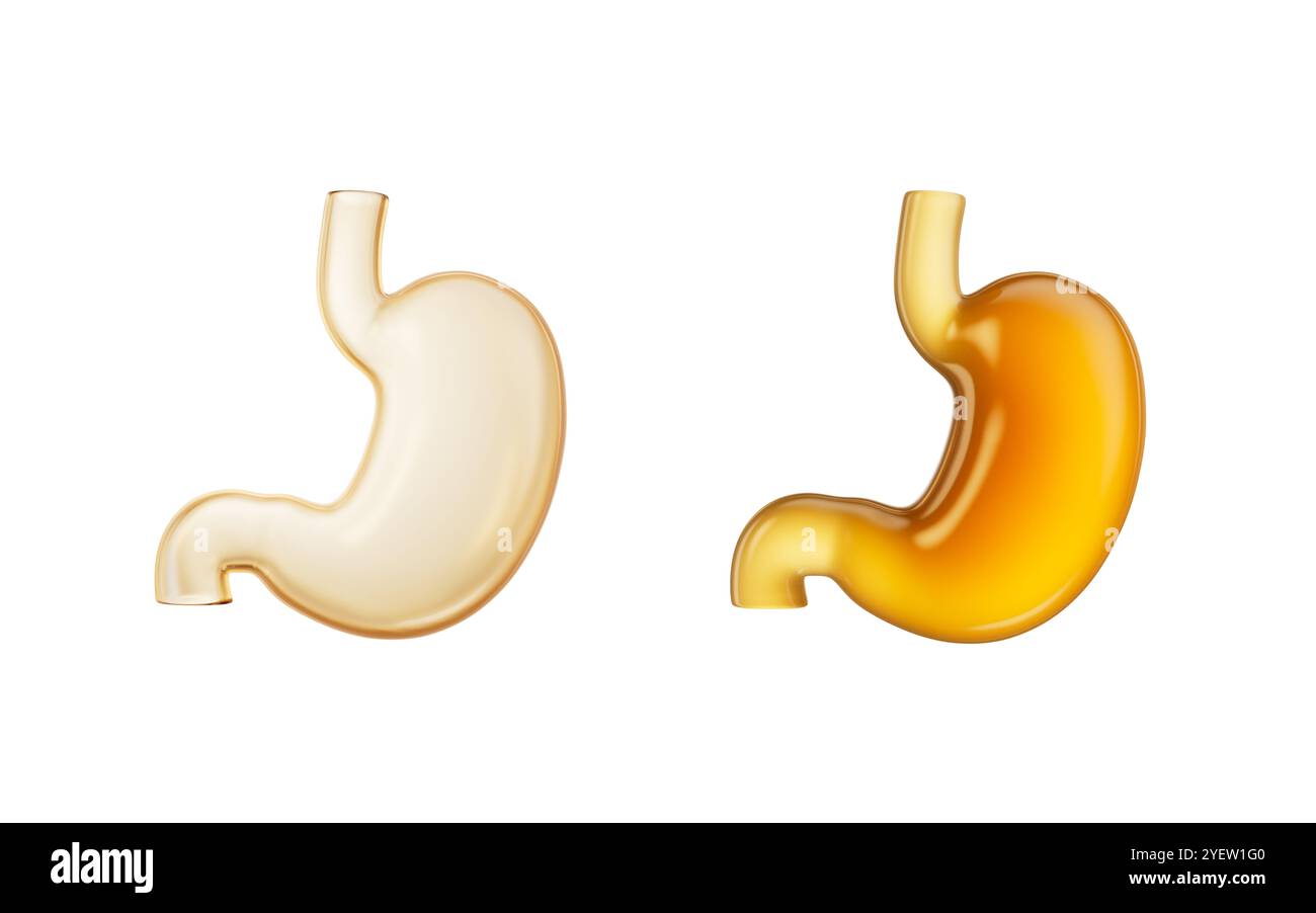 Transparent digestive system hi-res stock photography and images - Alamy