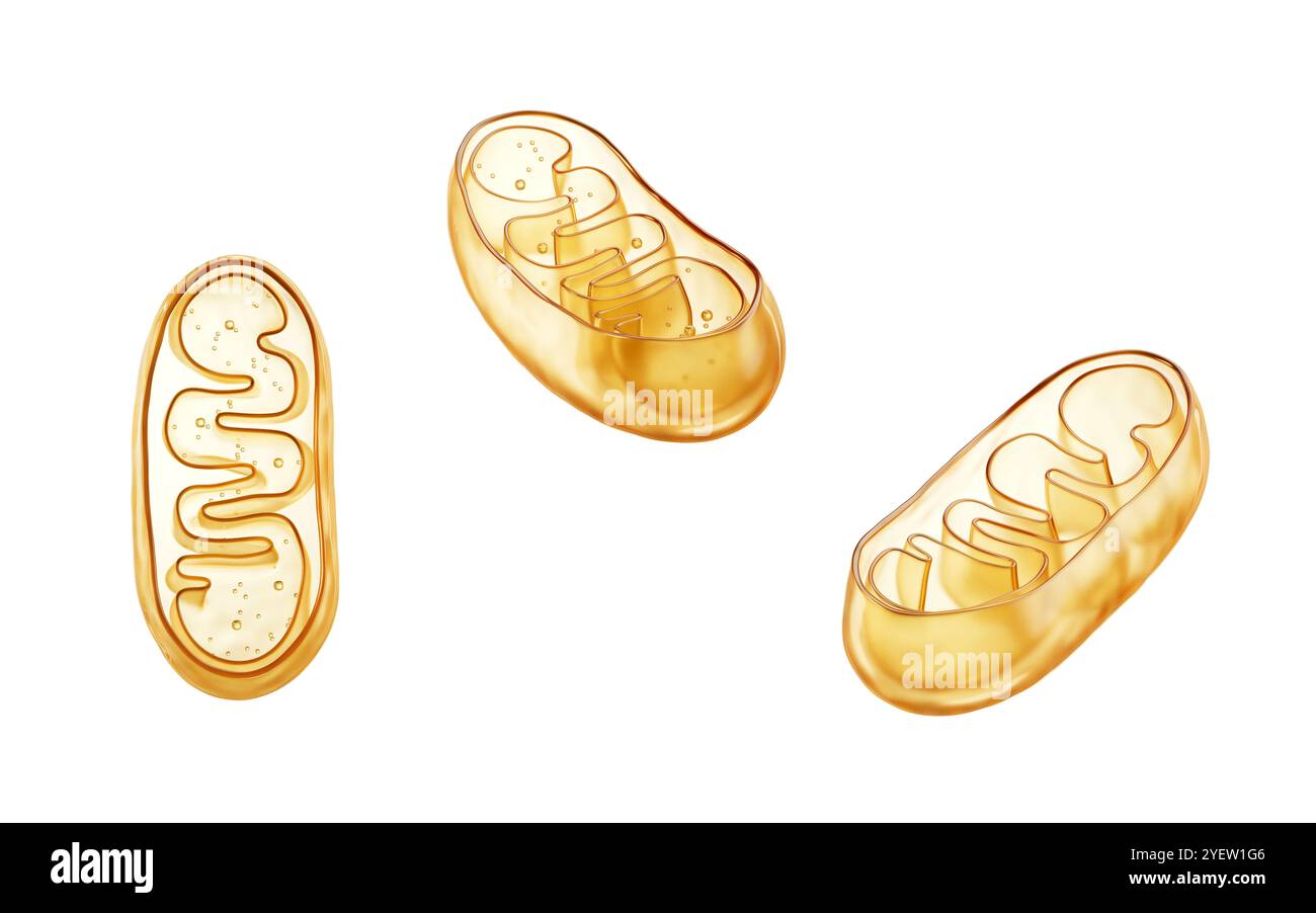 Transparent golden mitochondria, 3d rendering. 3D illustration Stock ...