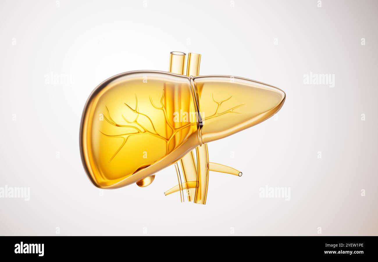 Transparent golden liver organ, 3d rendering. 3D illustration Stock ...