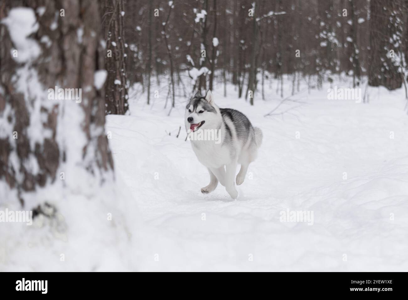 Fluffy Siberian husky in the winter snow forest. The dog runs through ...