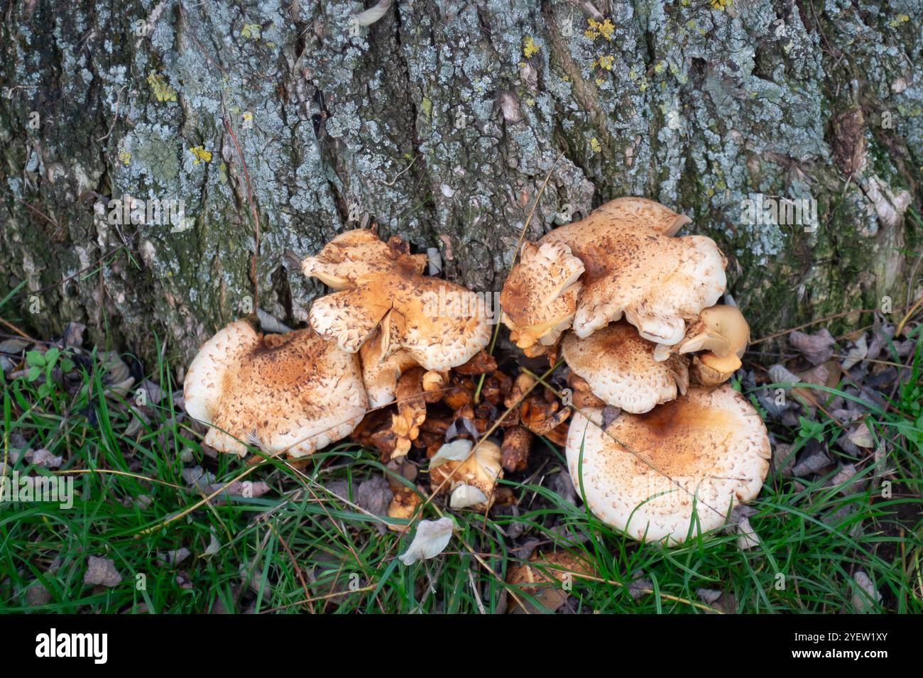 Osterley Park, Isleworth, UK. 31st October, 2024. Autumn fungi at ...