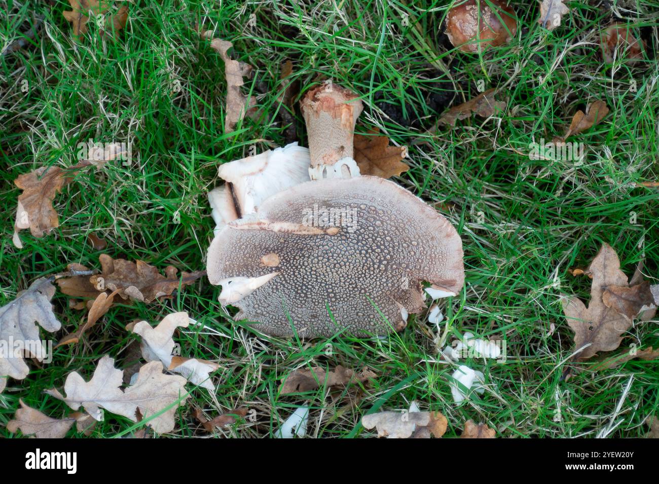 Osterley Park, Isleworth, UK. 31st October, 2024. Autumn fungi at ...