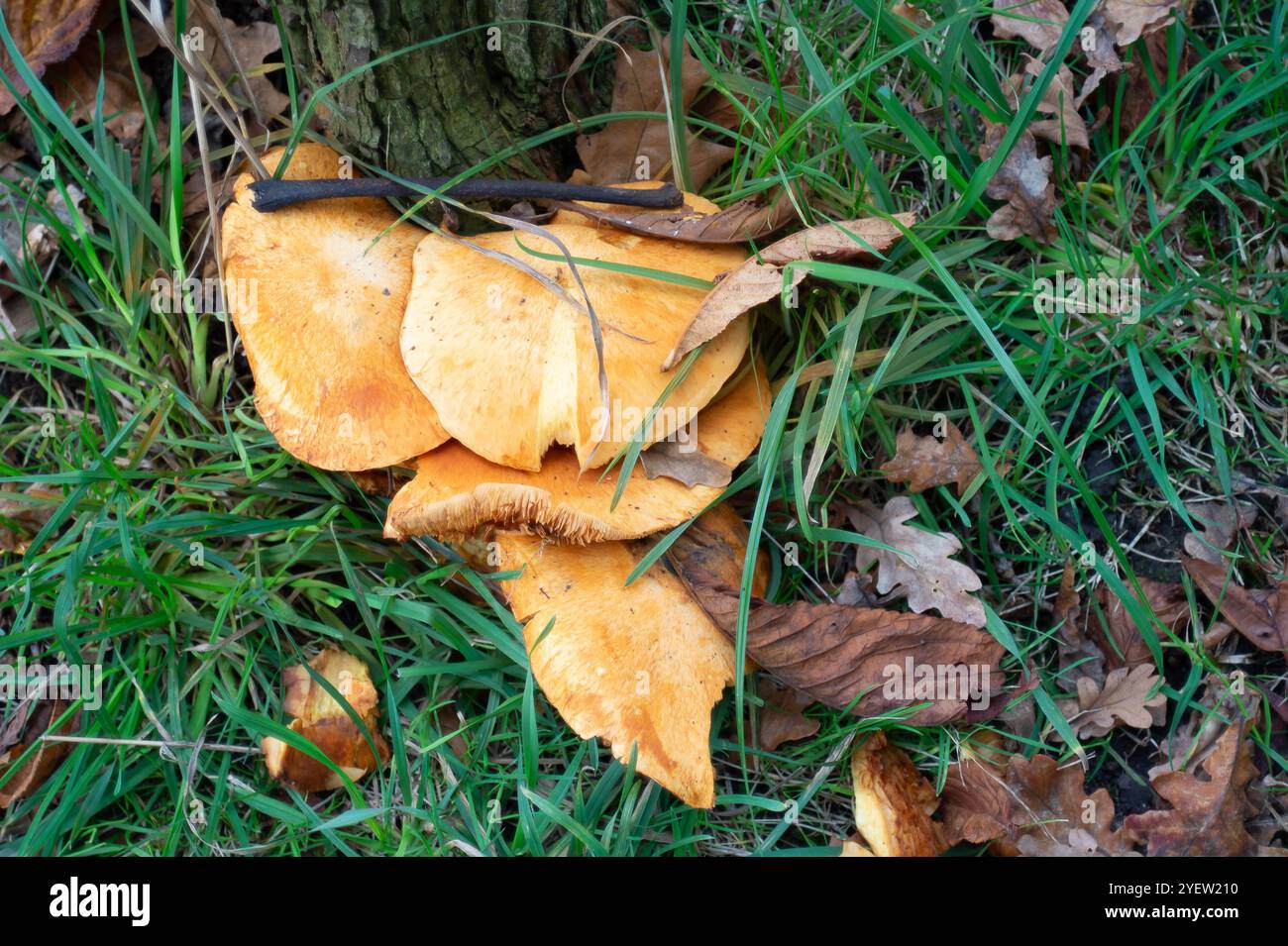 Osterley Park, Isleworth, UK. 31st October, 2024. Autumn fungi at ...
