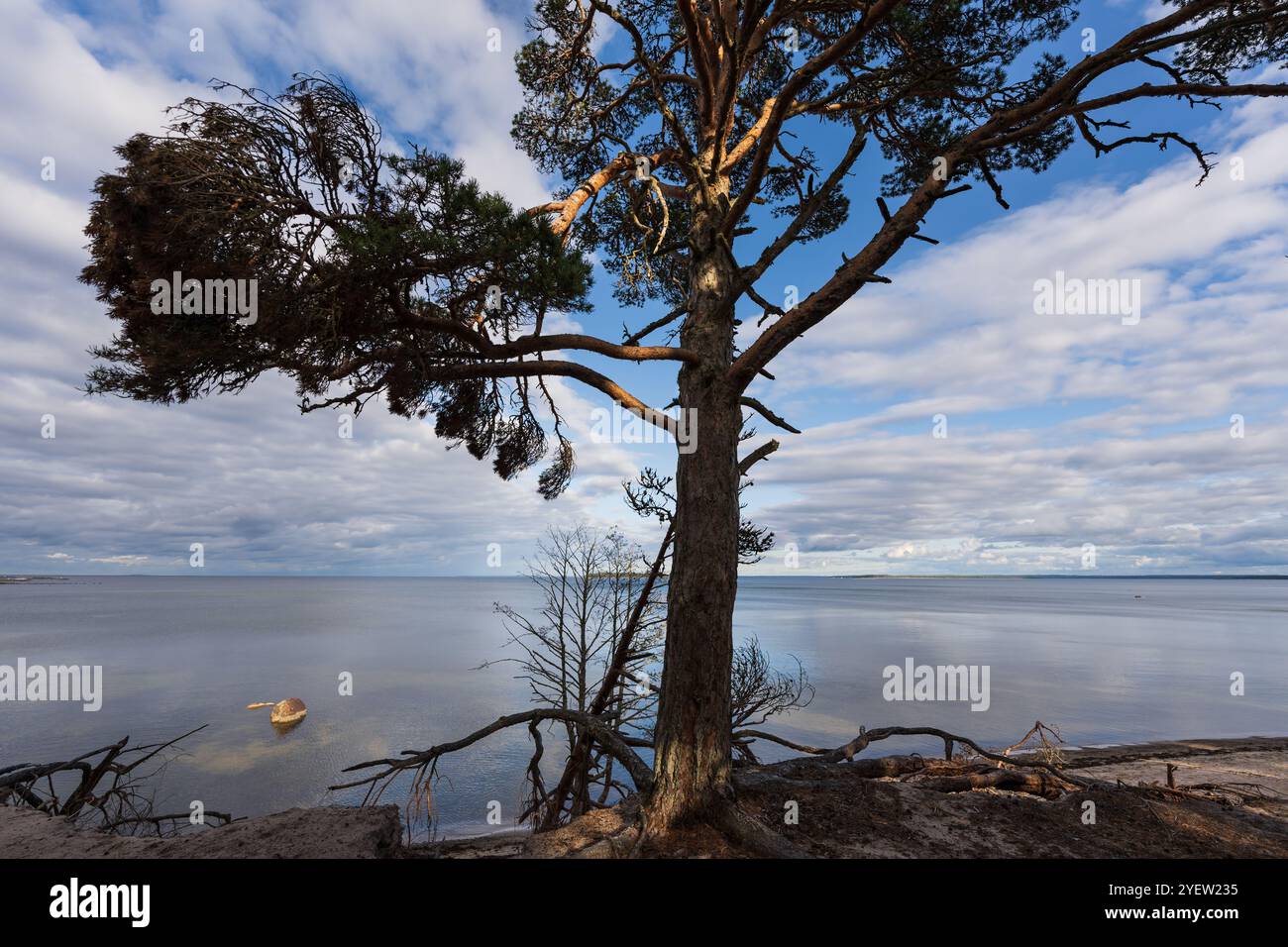 Pine tree on the steep seashore of Kaberneeme, Estonian nature in ...