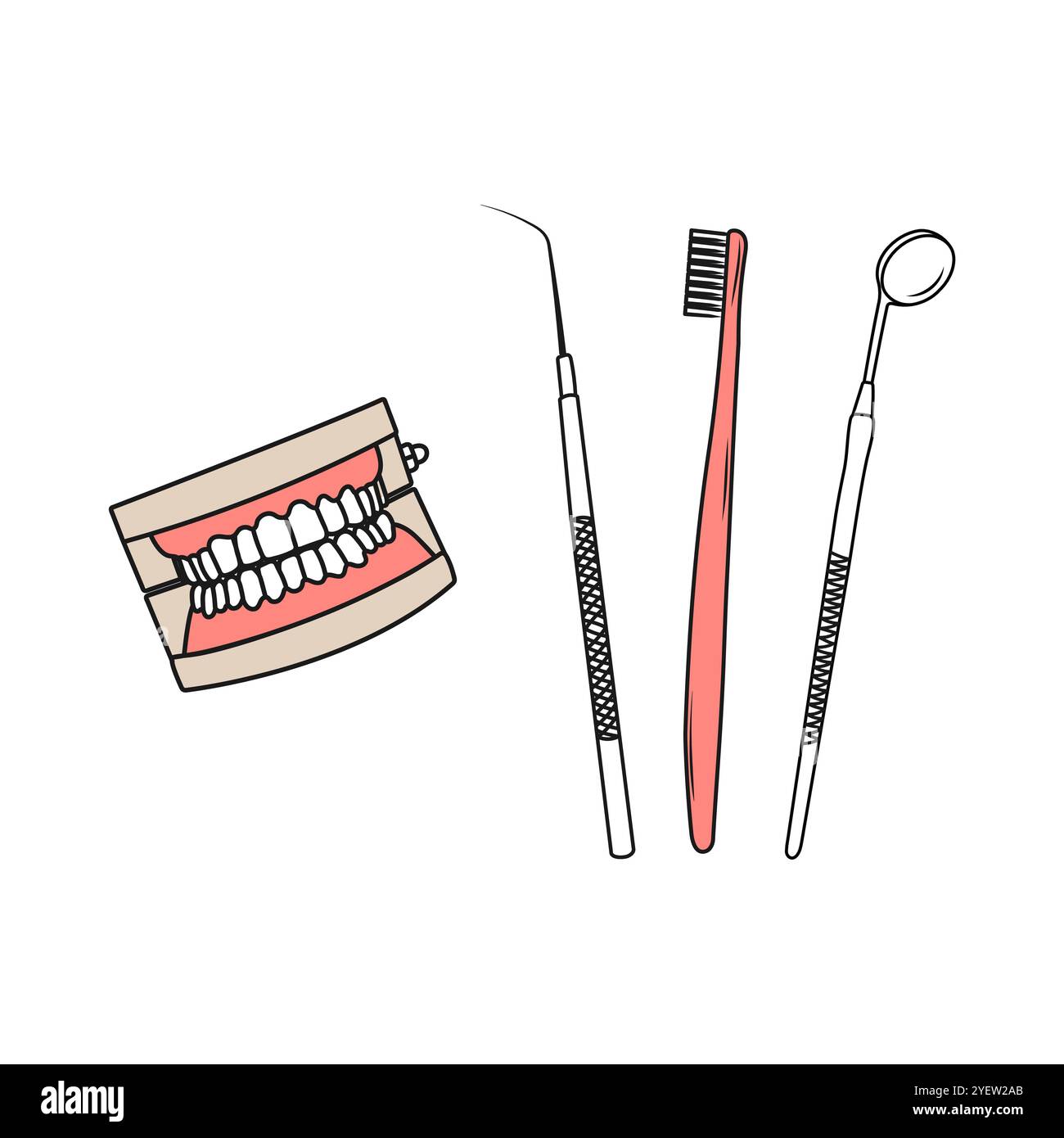 Human jaws model. Teeth instruments for oral hygiene. Line art. Dental ...