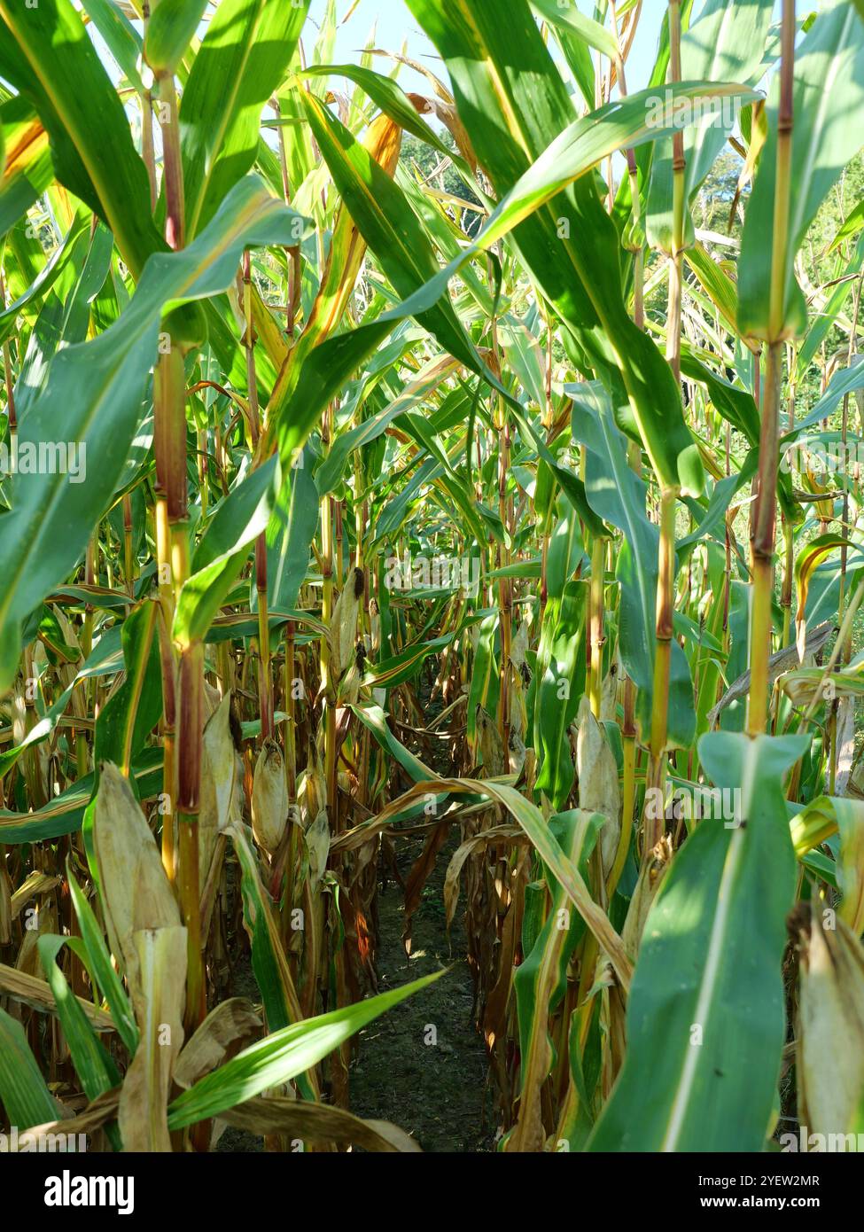 The cornfield is nearing harvest. On the island of Rügen, a significant ...