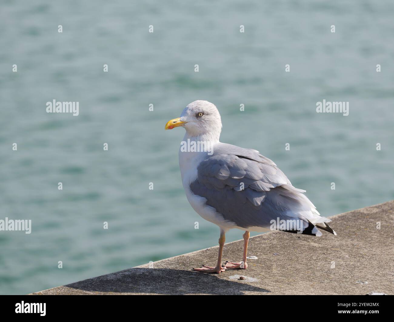 Avian food sources hi-res stock photography and images - Alamy