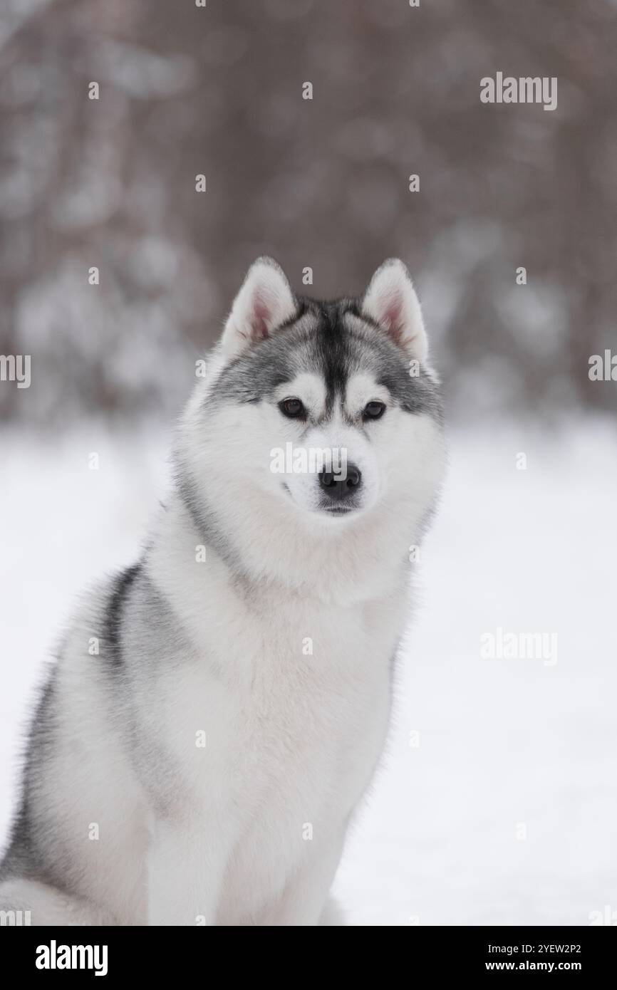 Fluffy Siberian husky in the winter snow forest. A purebred beautiful ...