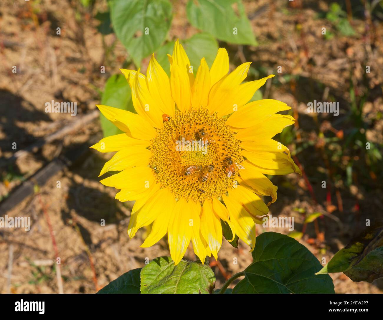 Common dais hi-res stock photography and images - Alamy