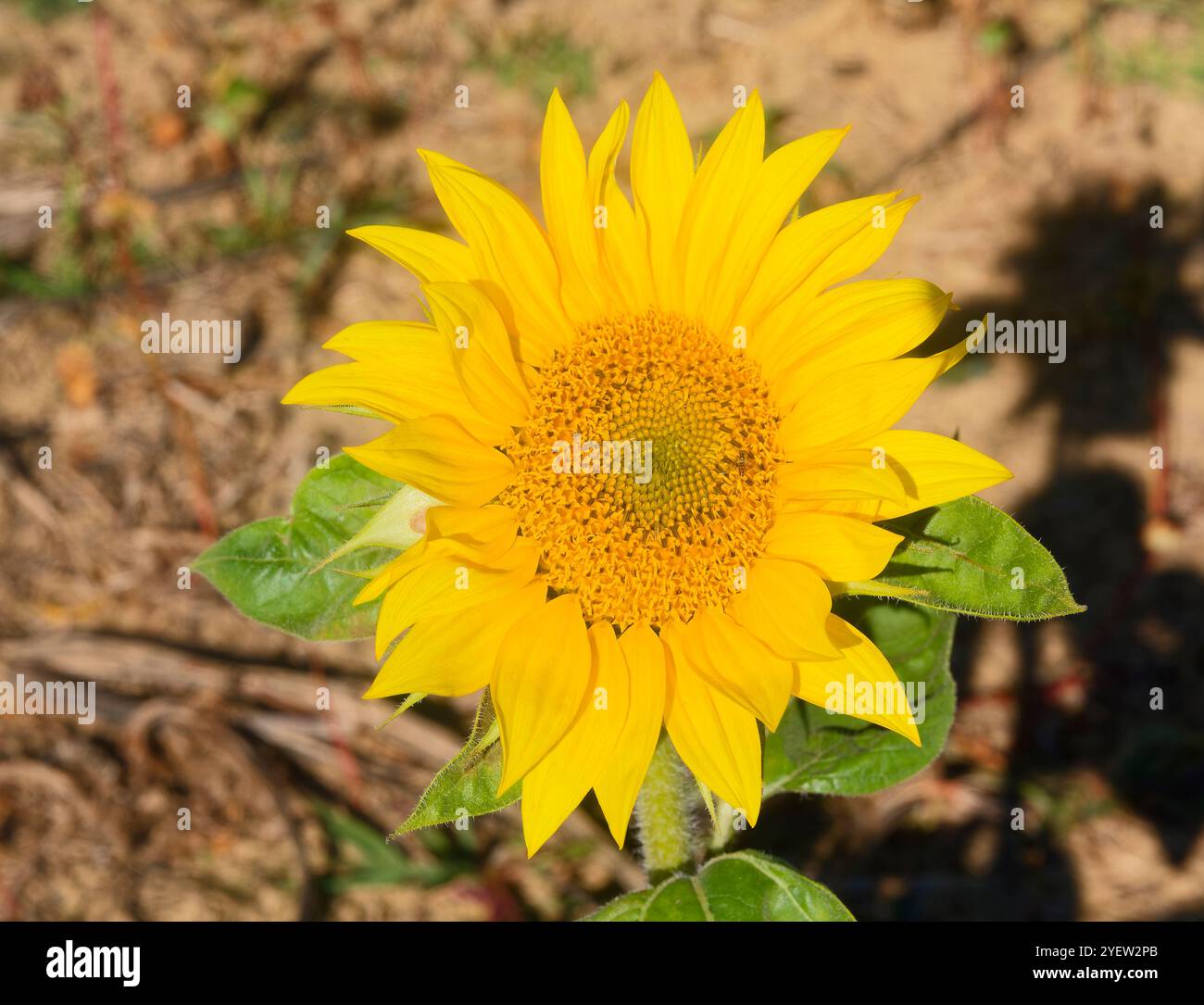 perfect sunflower, field, farm, cultivated flower, yellow, golden ...