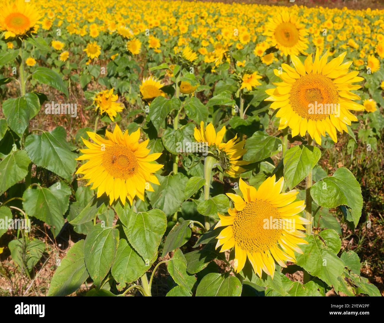 sunflowers, field, farm, cultivated flower, yellow, golden center, many ...