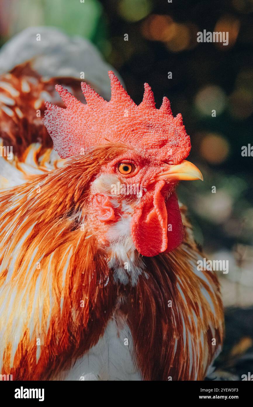 Poultry farming, rooster portrait, close-up of rooster head in natural habitat. Breeding of ...
