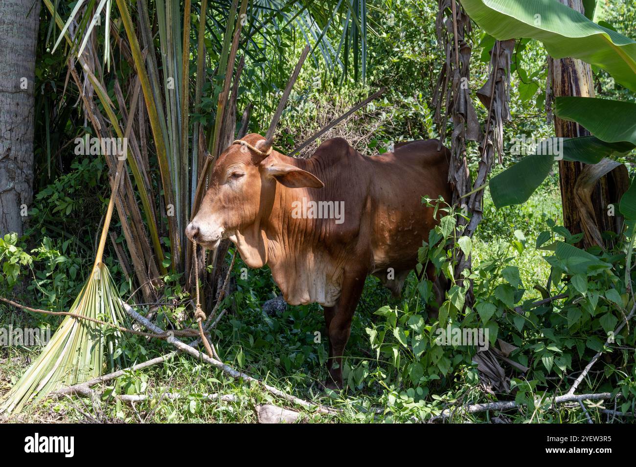 A brown Philippine cow is taking shade among trees in the Batangas ...