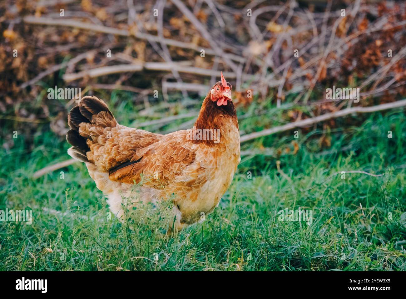 Sunrise farm chickens hi-res stock photography and images - Alamy