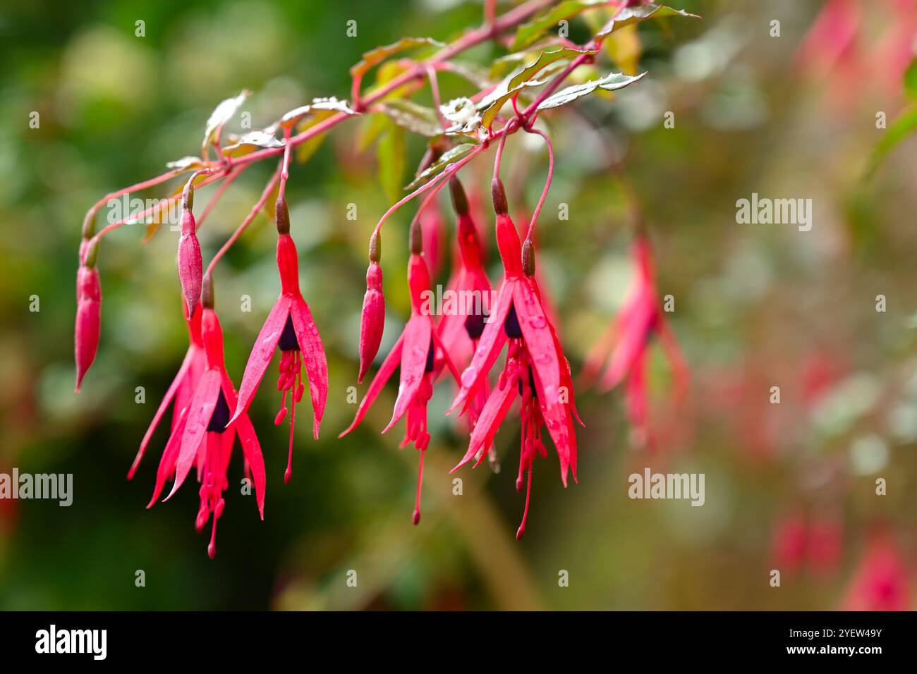 Red and purple autumn flowers of hardy Fuchsia magellanica in UK garden ...