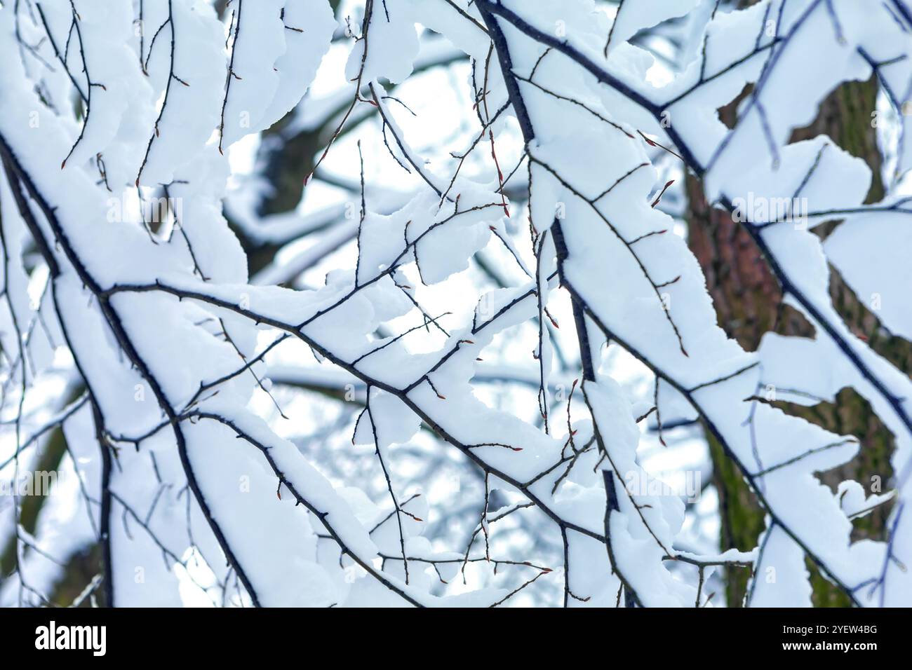 winter dry branches of trees in the snow. the bottom view Stock Photo ...