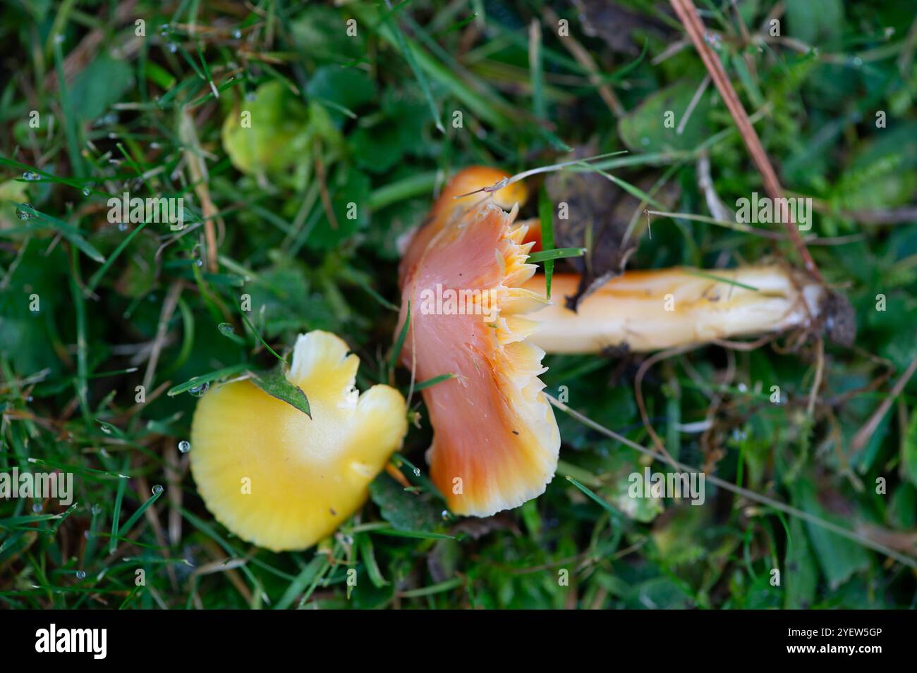 Penn common hi-res stock photography and images - Alamy