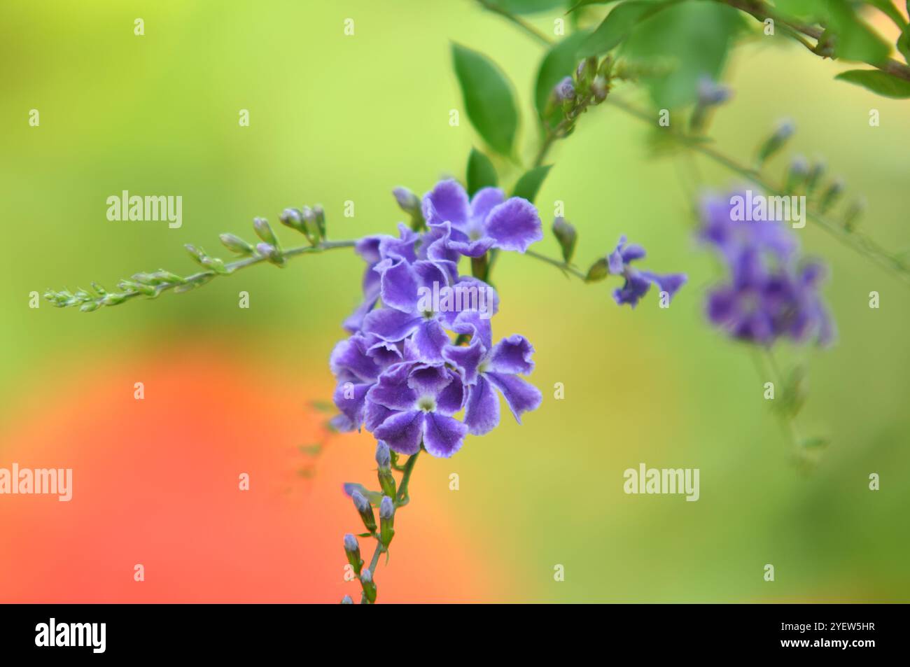 Duranta erecta in closeup at green background Stock Photo - Alamy