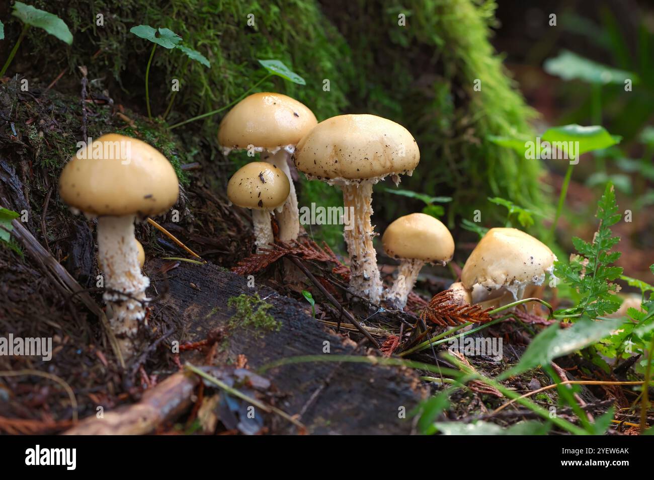 Stropharia ambigua mushrooms growing at the base of a rotten stump ...