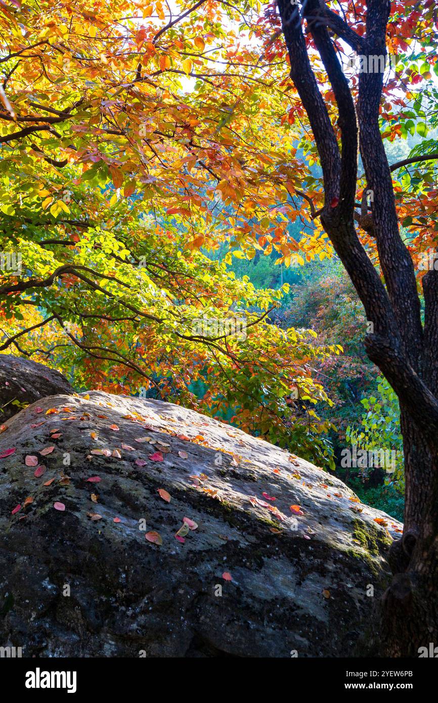 Vibrant autumn scenes from Swat Valley, featuring colorful leaves ...