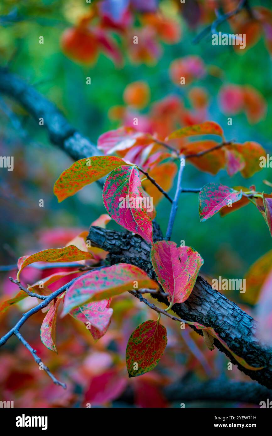 Vibrant autumn scenes from Swat Valley, featuring colorful leaves ...