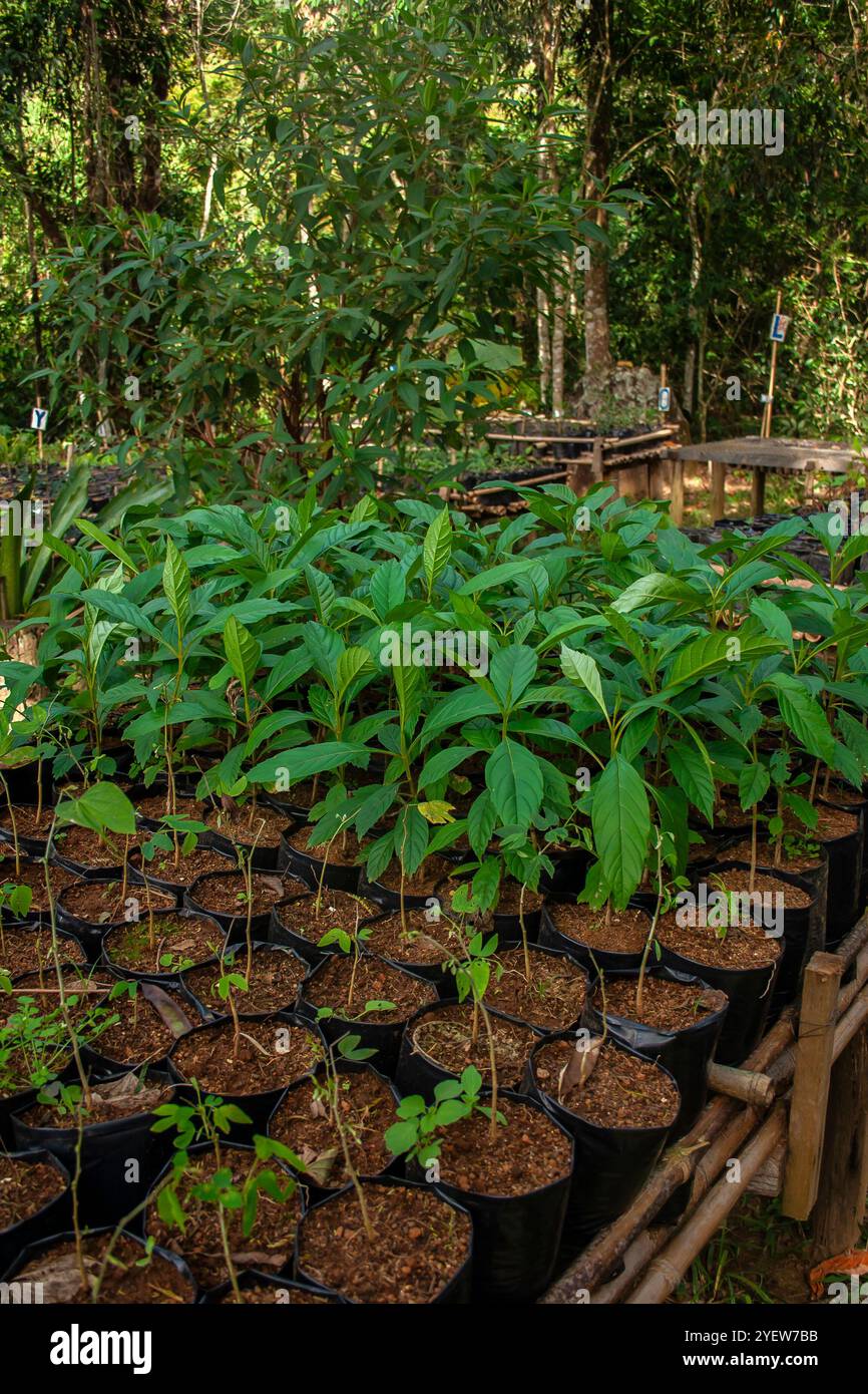 Nursery with seedlings for reforestation of the Atlantic Forest in ...