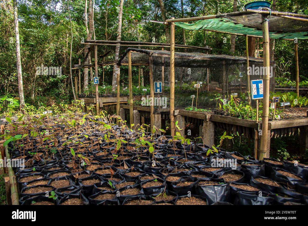 Nursery with seedlings for reforestation of the Atlantic Forest in ...