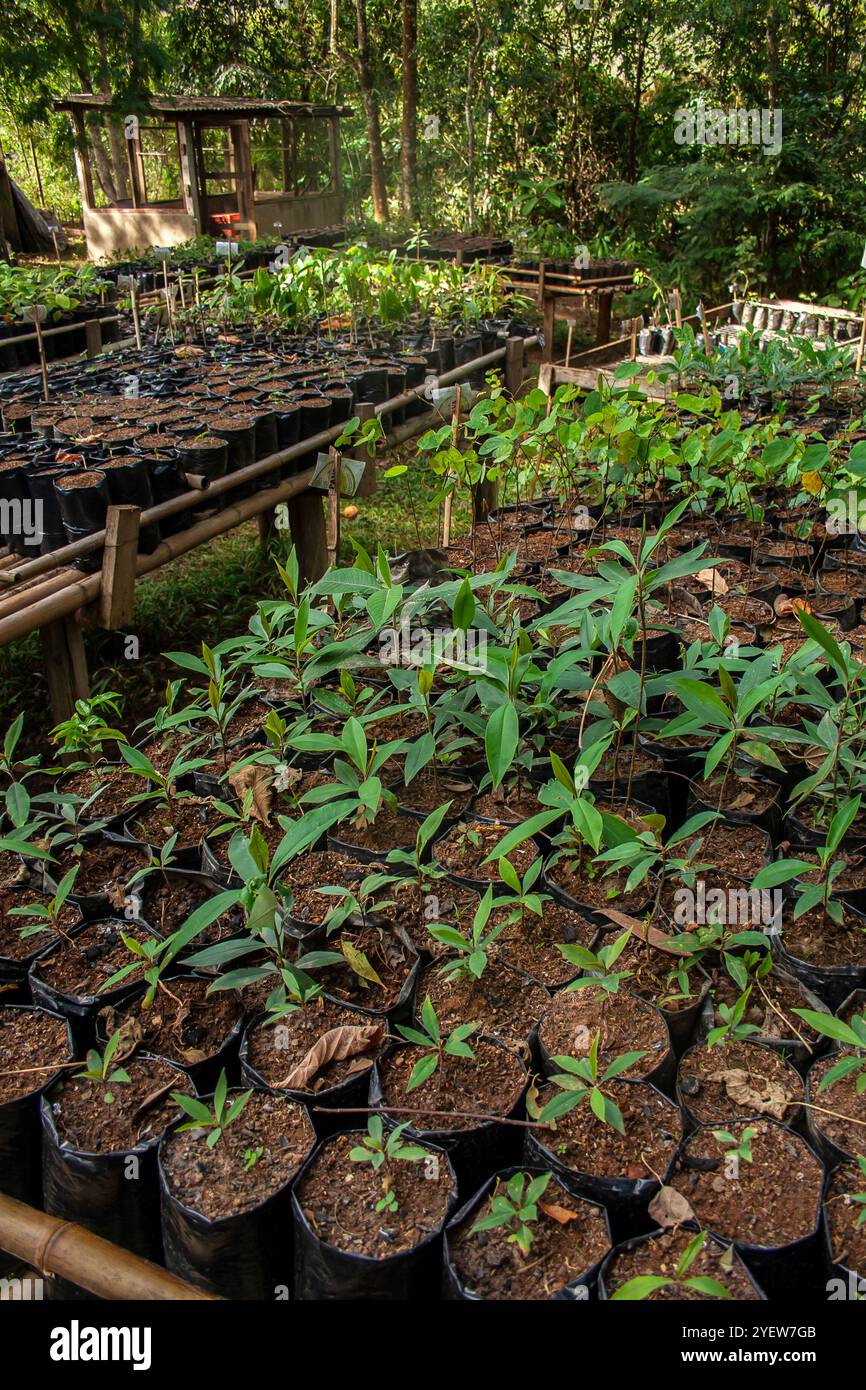 Nursery with seedlings for reforestation of the Atlantic Forest in ...
