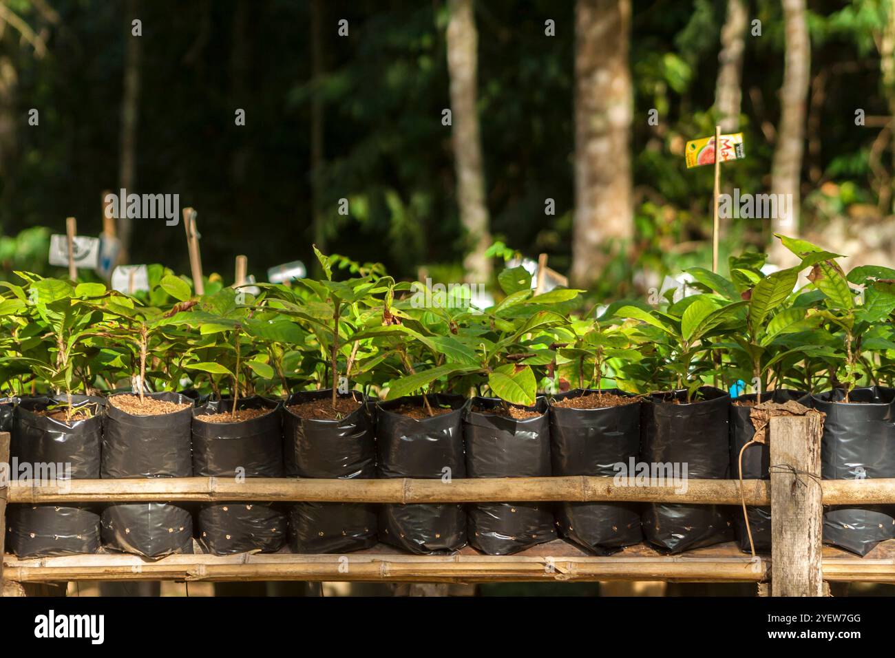 Nursery with seedlings for reforestation of the Atlantic Forest in ...