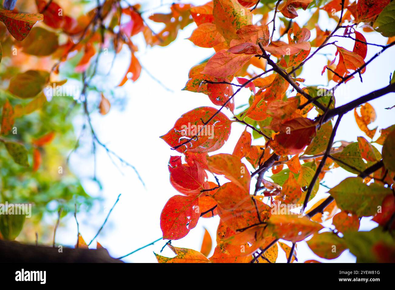 Vibrant autumn scenes from Swat Valley, featuring colorful leaves ...