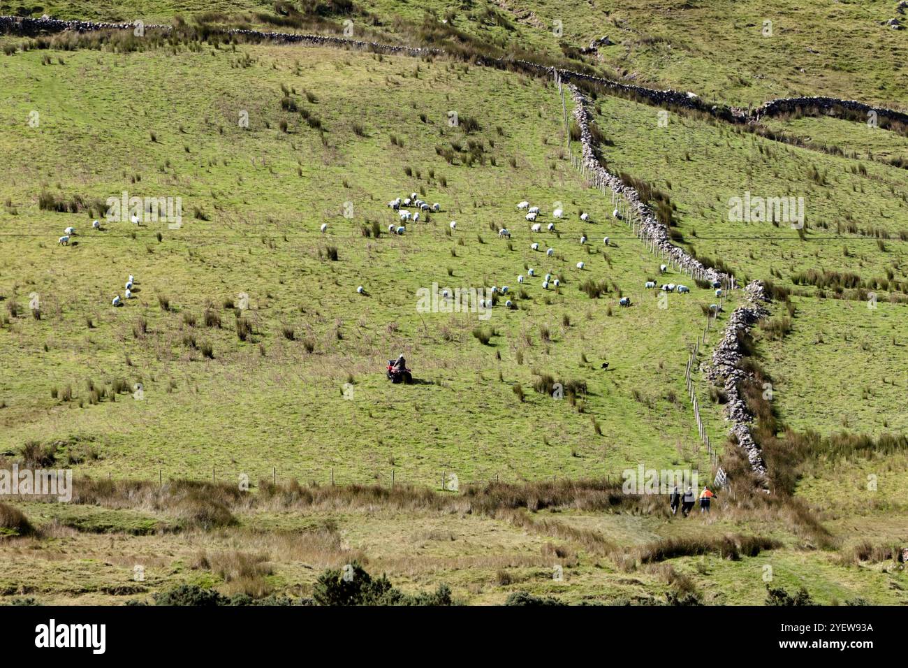 Sheep herding atv hi-res stock photography and images - Alamy