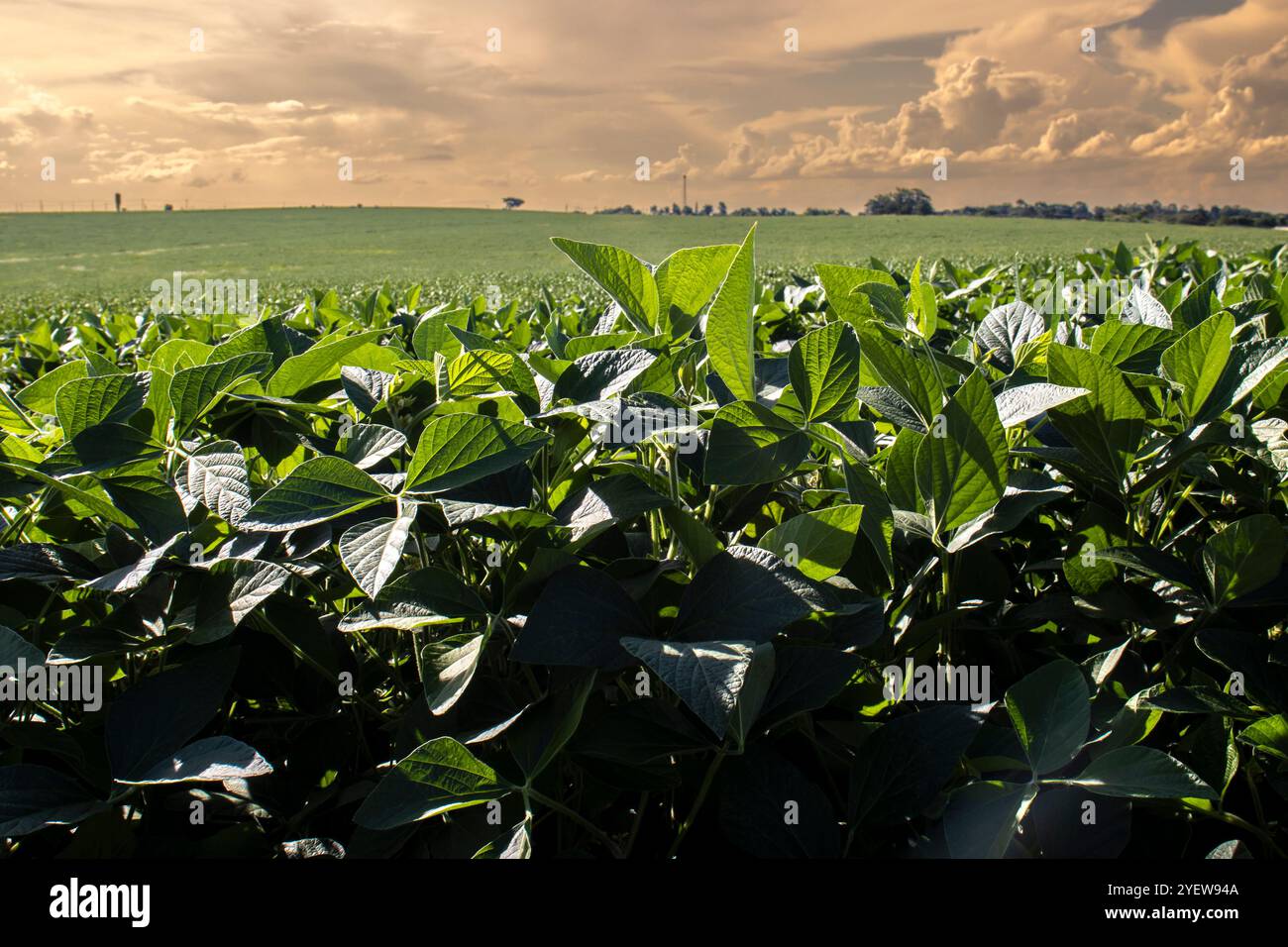 Rural landscape with fresh green soy field. Soybean field with sunset ...