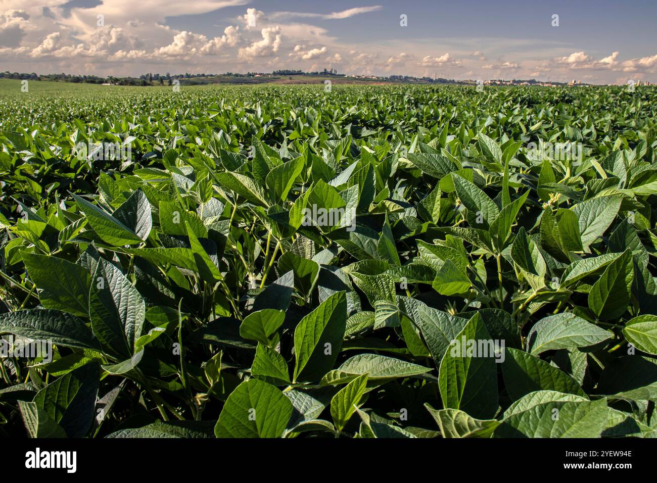 Rural landscape with fresh green soy field. Soybean field, in Brazil ...