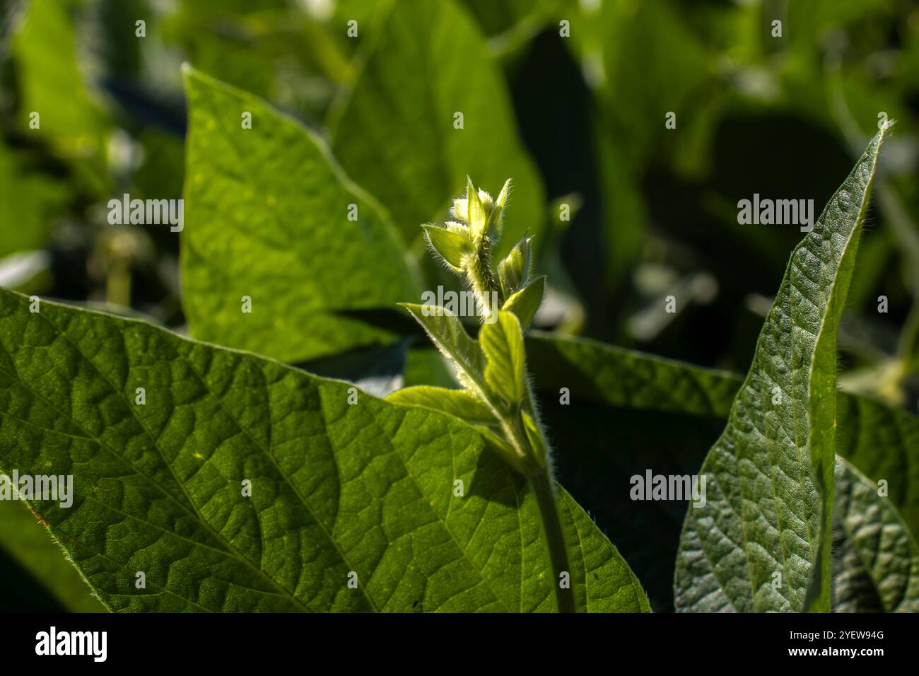 Beginning of flowering of a soybean plantation on a farm in Brazil ...