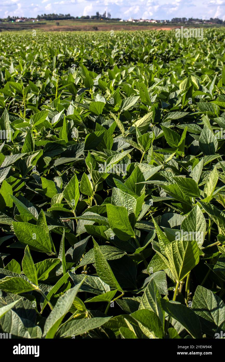 Rural landscape with fresh green soy field. Soybean field, in Brazil ...