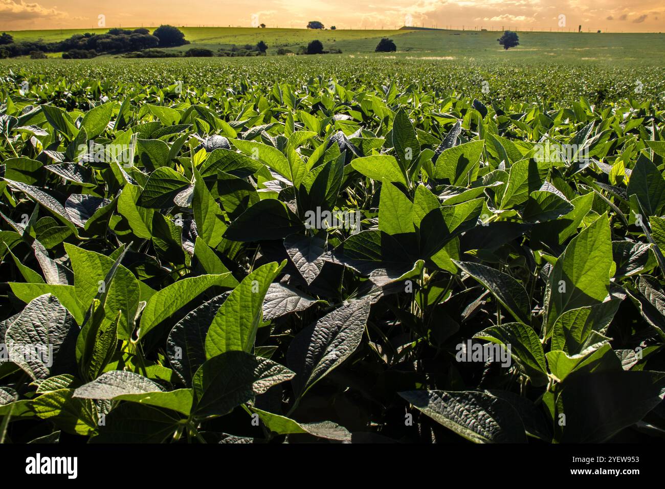 Monoculture farm landscape hi-res stock photography and images - Alamy