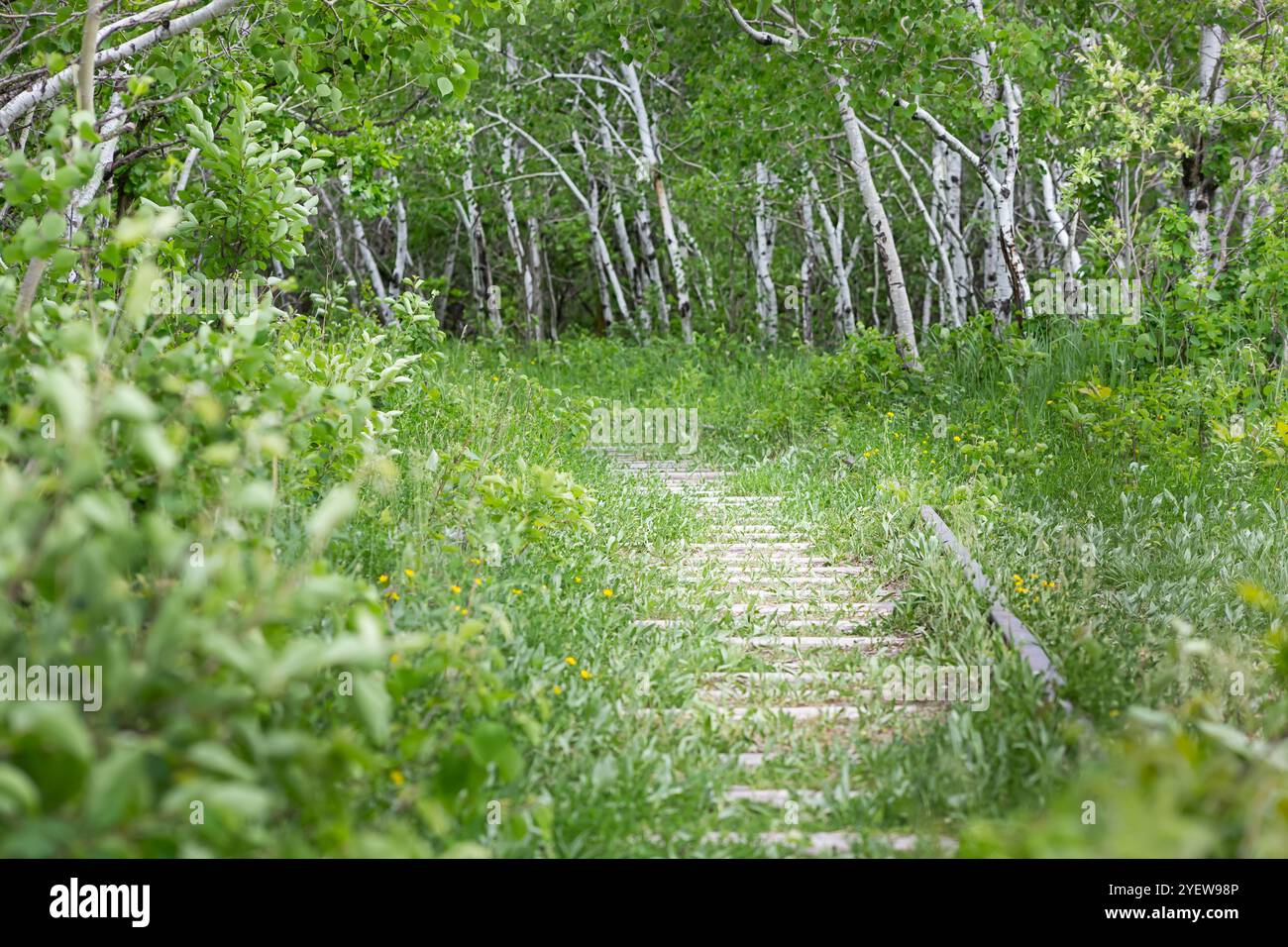 A view of a pathway of railroad tracks ruins in the woods Stock Photo ...