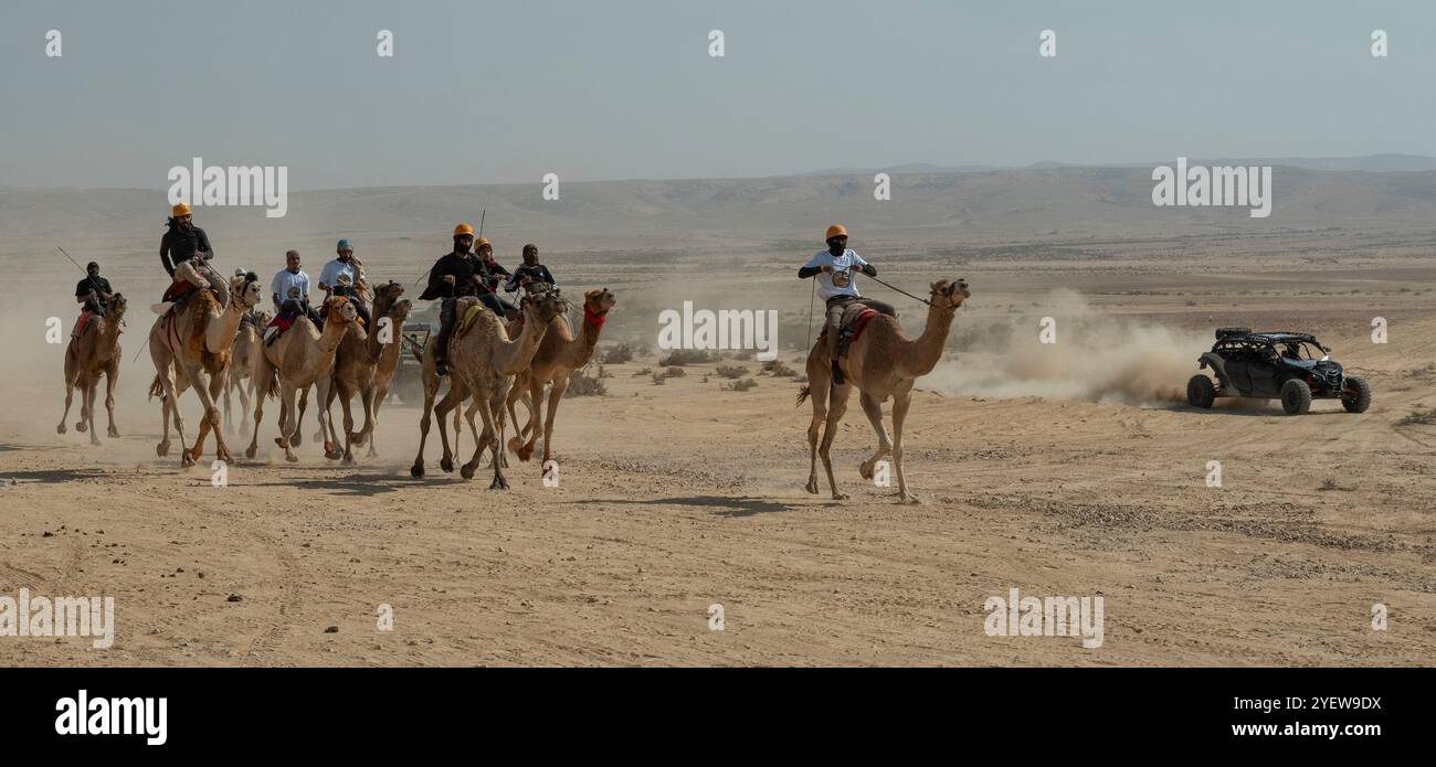 Ashalim, Israel. 01st Nov, 2024. Israeli Bedouins racing their camels ...
