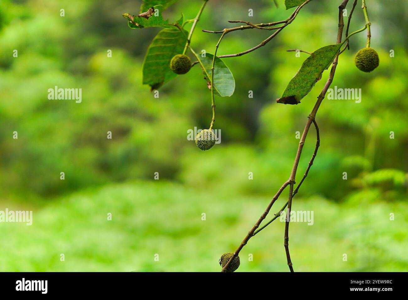 Burflower-tree commonly known as Neolamarckia cadamba or Kodom flower ...