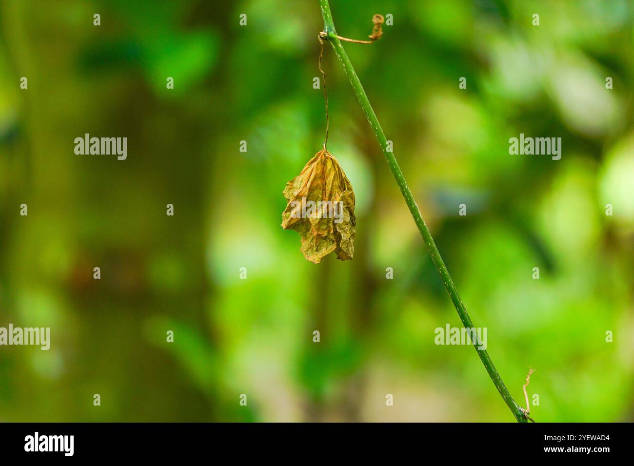 Dry brown leaf hi-res stock photography and images - Alamy