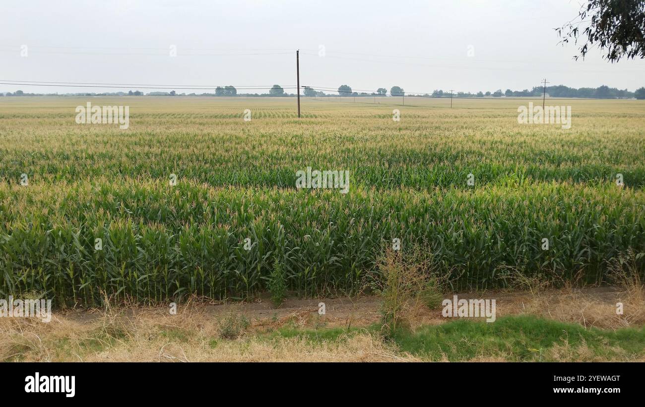 A view of corn fields, seen in Walnut Grove, California Stock Photo - Alamy