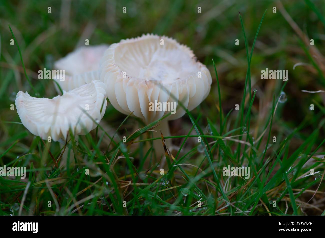 Prestwood, UK. 29th October, 2024. Waxcap fungi growing in grass in ...