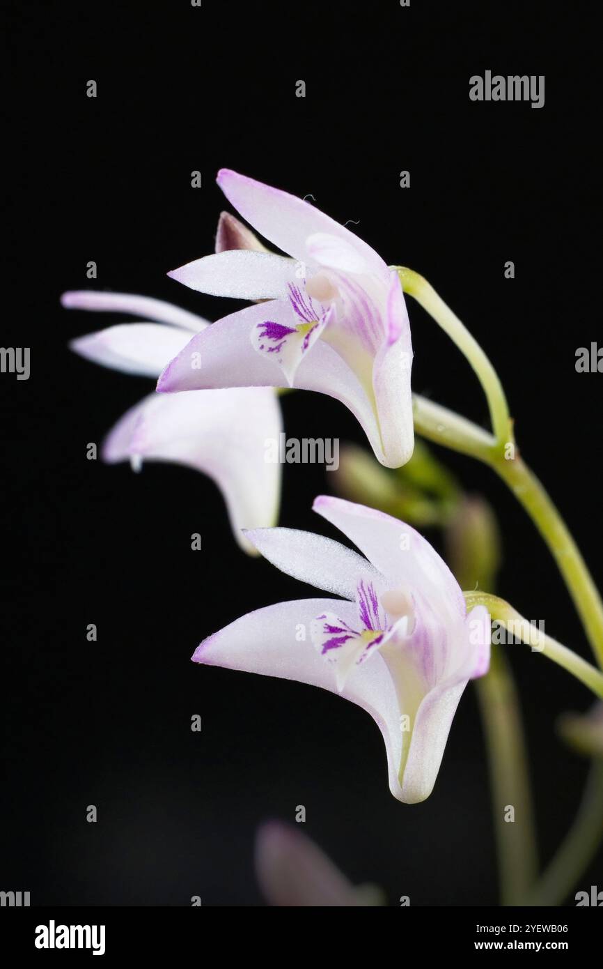 Dendrobium kingianum semi-alba orchid flowers Stock Photo - Alamy